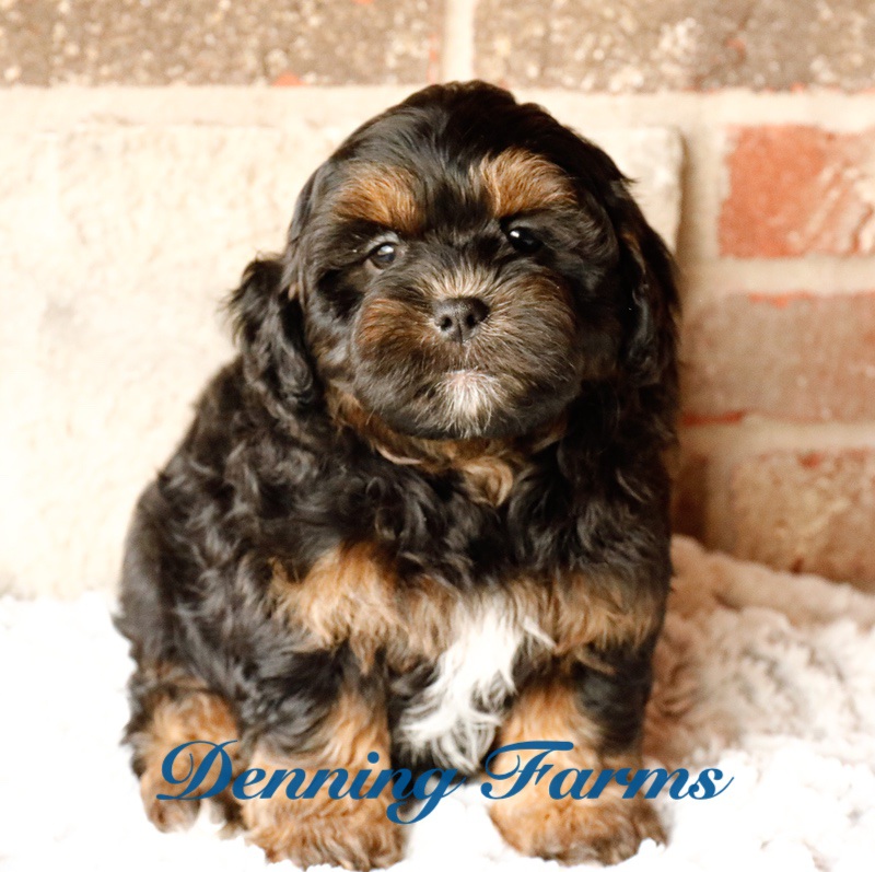 Teddy Bear Puppies Rochester Mn