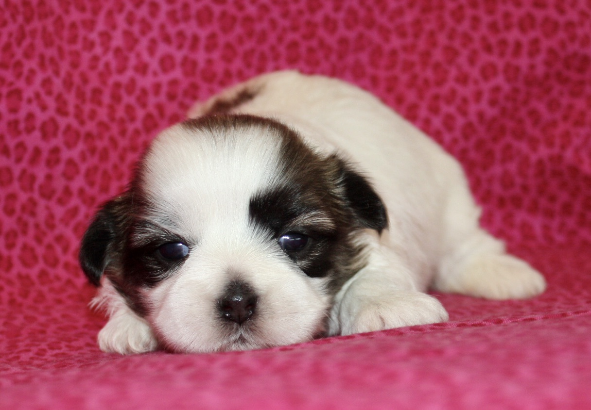 Teddybear Puppies for Sale | Teddy Bear Puppy Farm | Denning Farms ...