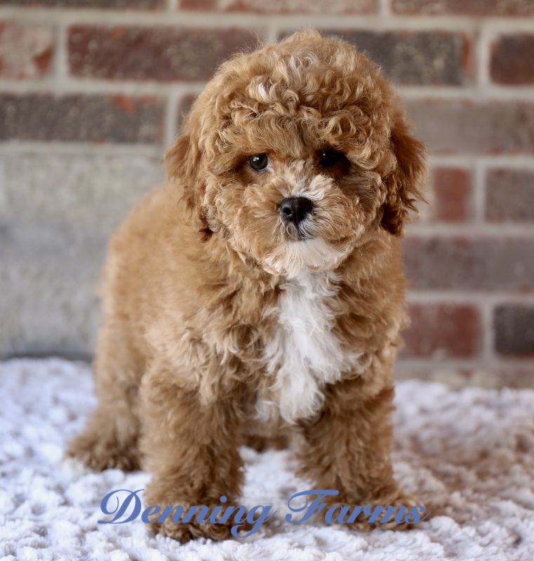 Cockapoo Puppies for Sale | Denning Farms Cockapoo Breeder | Houghton IA
