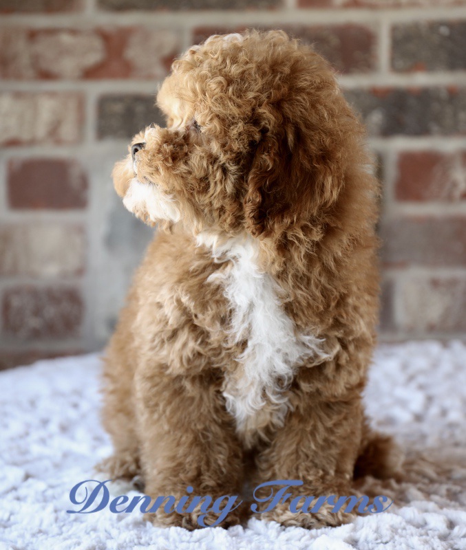 Cockapoo Puppies for Sale | Denning Farms Cockapoo Breeder | Houghton IA