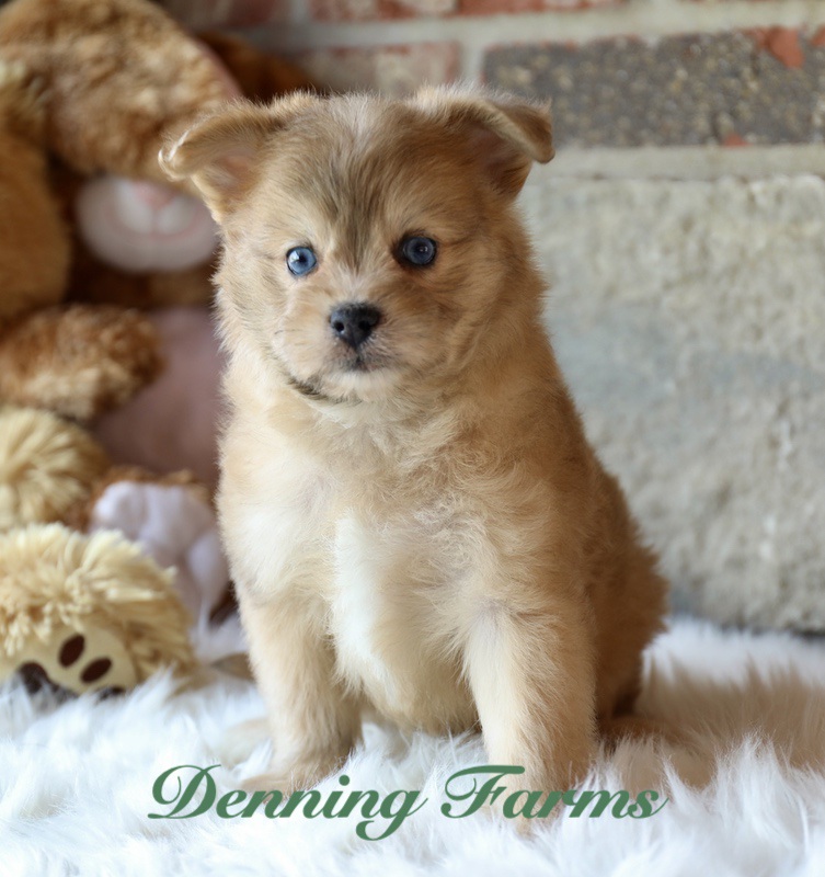 Pomapoo Puppies for Sale | Denning Farms Pomapoo Breeder | Iowa