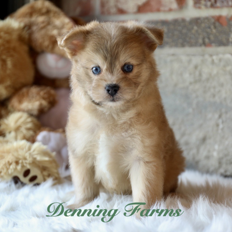 Pomapoo Puppies for Sale | Denning Farms Pomapoo Breeder | Iowa
