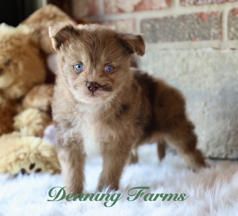 Pomapoo Puppies for Sale | Denning Farms Pomapoo Breeder | Iowa